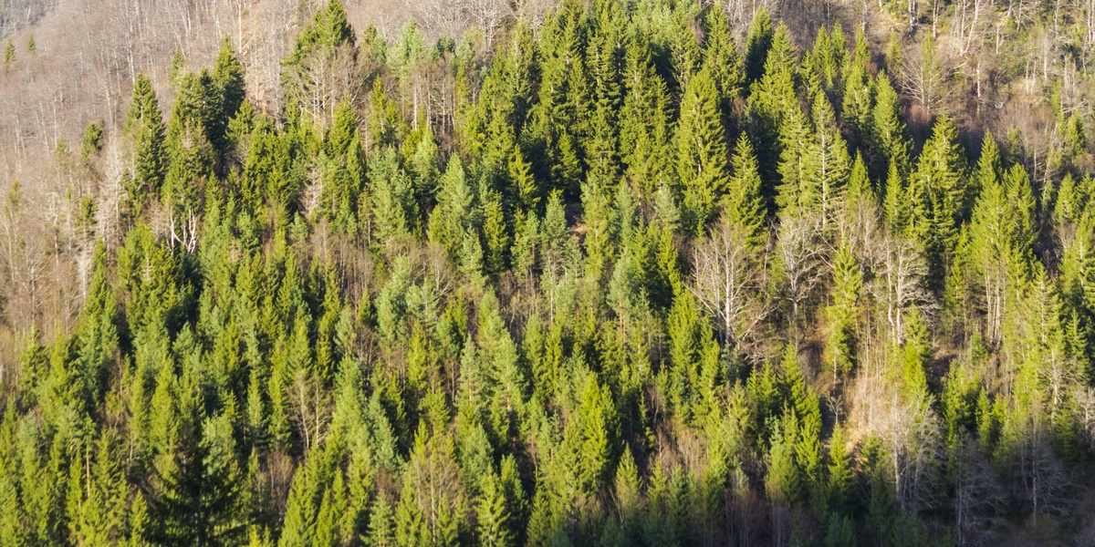 Albania Archives - Flora Fauna Fun