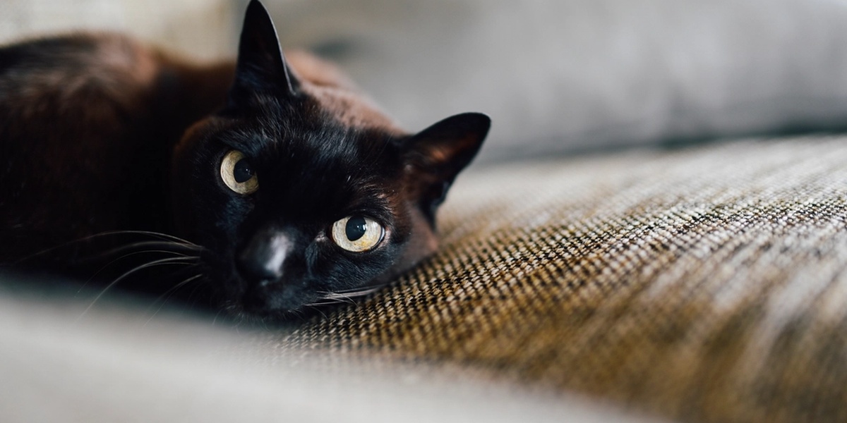 List of Black And Brown Cat Breeds - Flora Fauna Fun