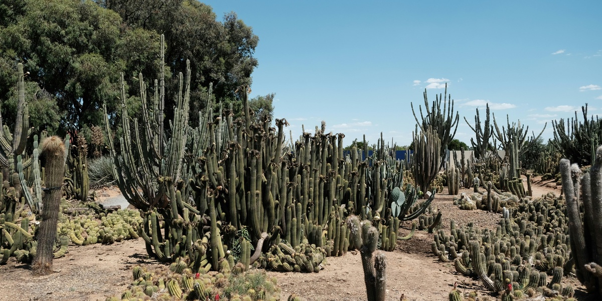 8 Characteristics of Xerophytic Plants - Flora Fauna Fun