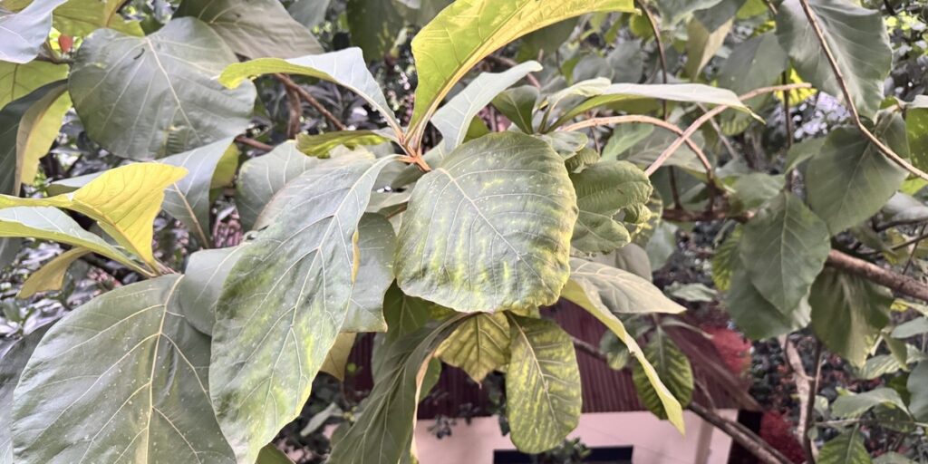 List of Myanmar Native Plants - Flora Fauna Fun