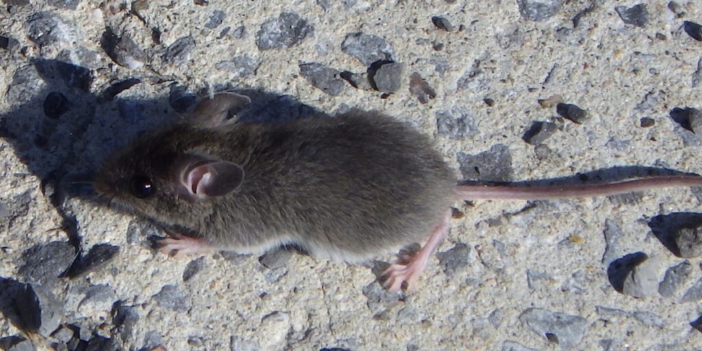 10 Characteristics of a Mouse - Flora Fauna Fun