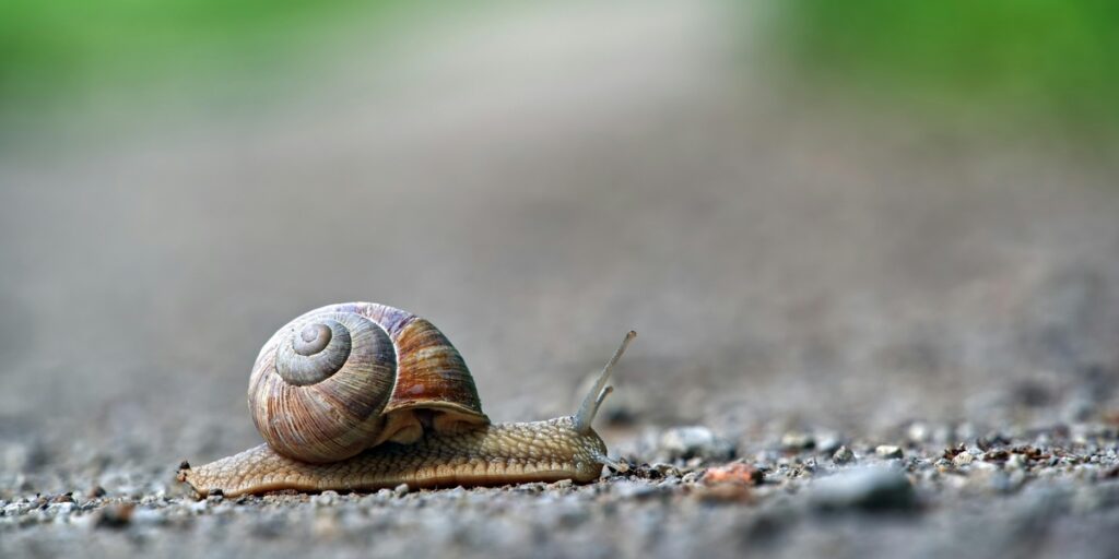 8 Differences Between Snails and Slugs - Flora Fauna Fun
