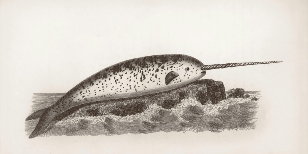 10 Characteristics of a Narwhal - Flora Fauna Fun
