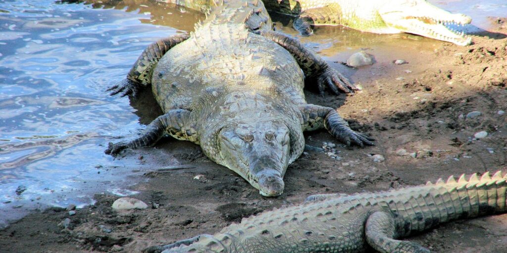 Reptiles of Belize: The Complete List - Flora Fauna Fun