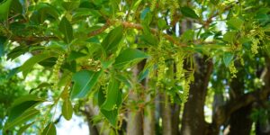 15 Examples of the Remarkable Flora of Argentina - Flora Fauna Fun