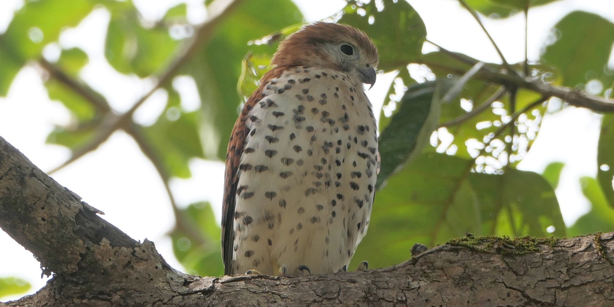 Animals Only Found in Mauritius: The Complete List - Flora Fauna Fun