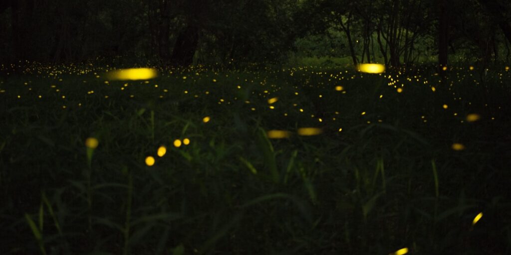 8 Things to Know About Fireflies and Lightning Bugs - Flora Fauna Fun