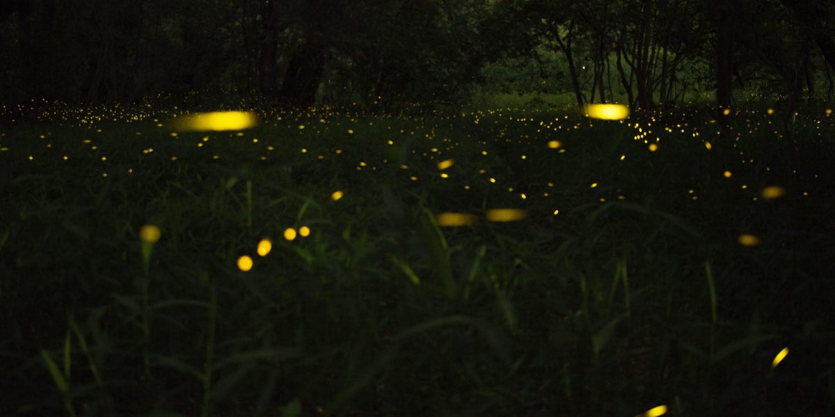 8 Things to Know About Fireflies and Lightning Bugs - Flora Fauna Fun