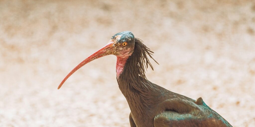 The Complete List of Birds of Morocco - Flora Fauna Fun