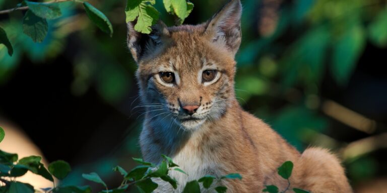 Rare Animals in Slovenia: The Complete List - Flora Fauna Fun