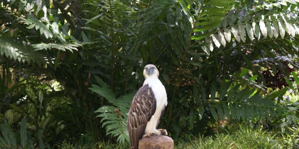 Top 12 Diverse Wildlife of the Philippines - Flora Fauna Fun