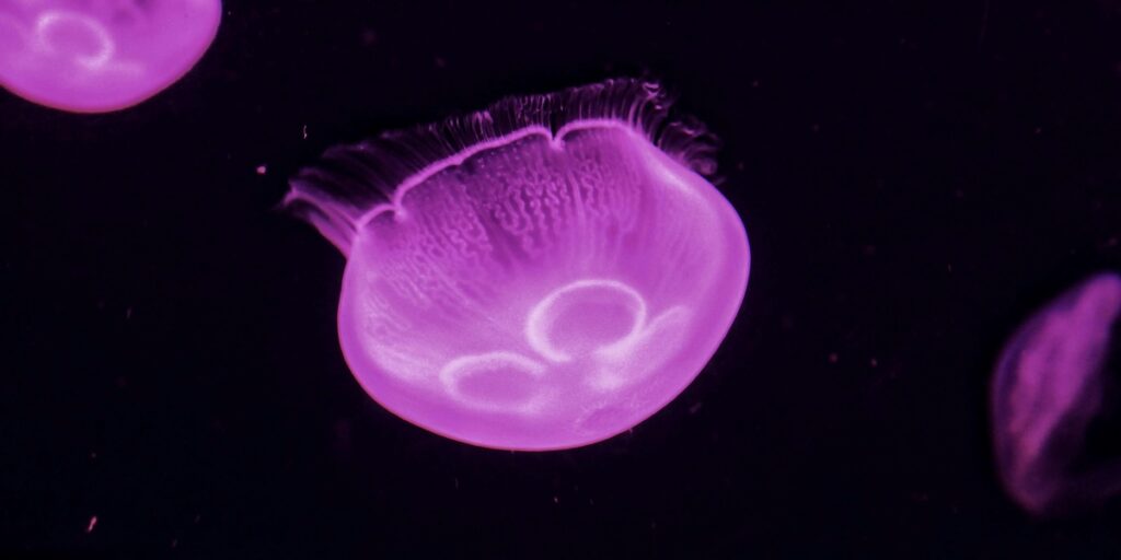 List of Dangerous Pink Animals - Flora Fauna Fun