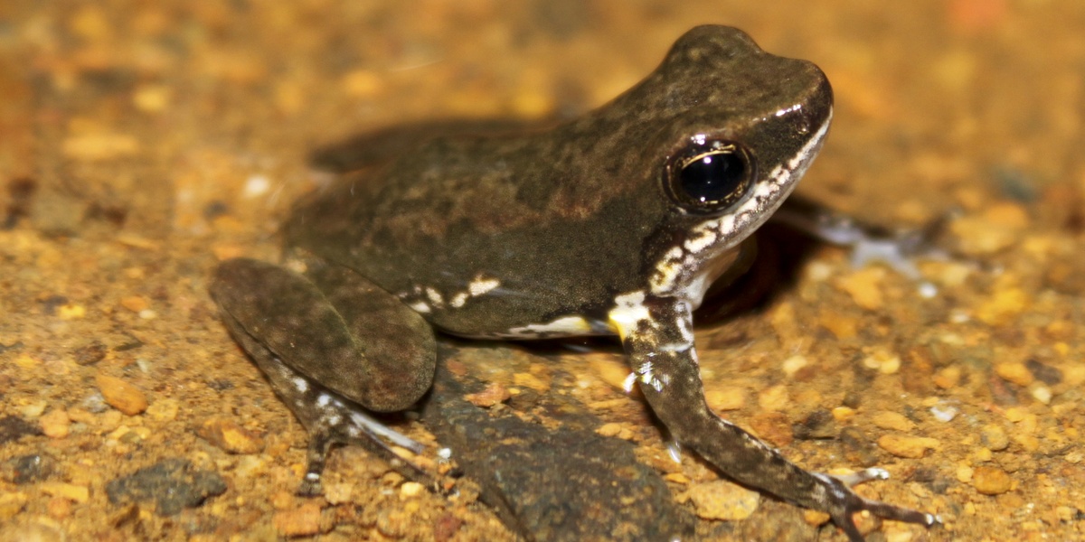 The Complete List of Amphibians of Guyana - Flora Fauna Fun