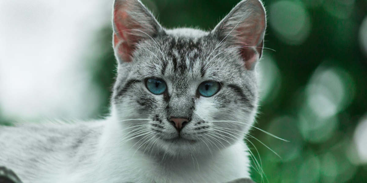 List of Grey Cat Breeds With Blue Eyes - Flora Fauna Fun
