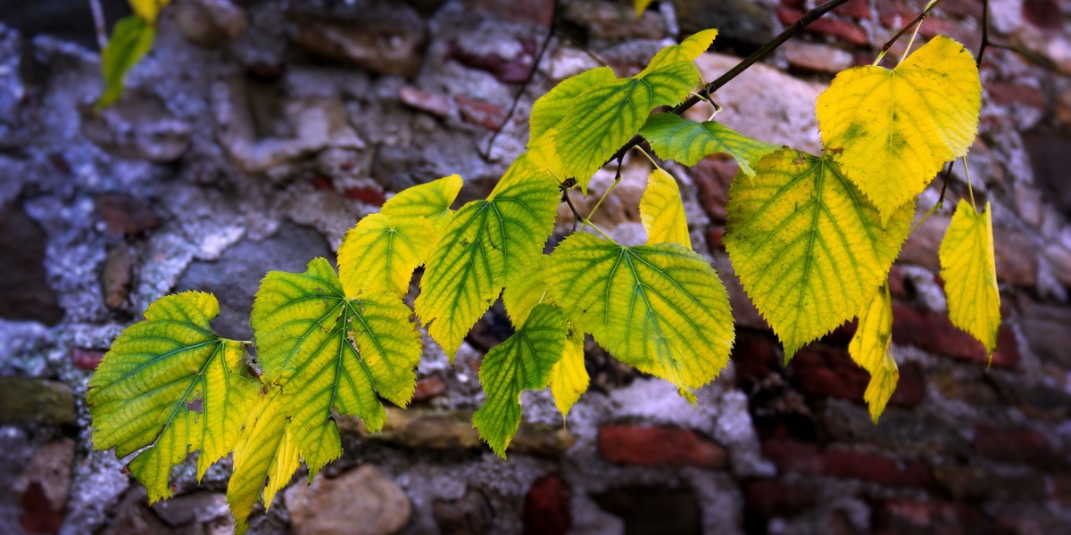 10 Signs of Photosynthesis Problems - Flora Fauna Fun