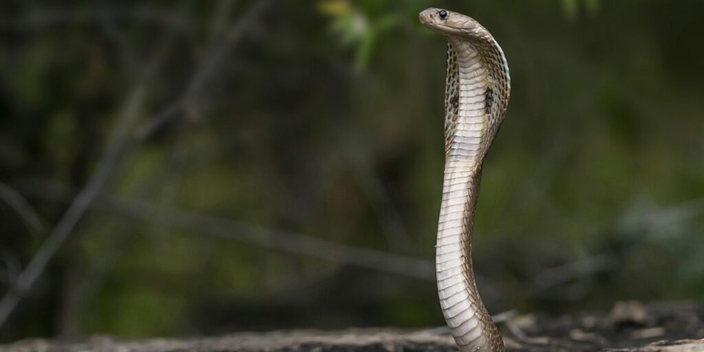 Dangerous Animals In Vietnam: The Complete List - Flora Fauna Fun