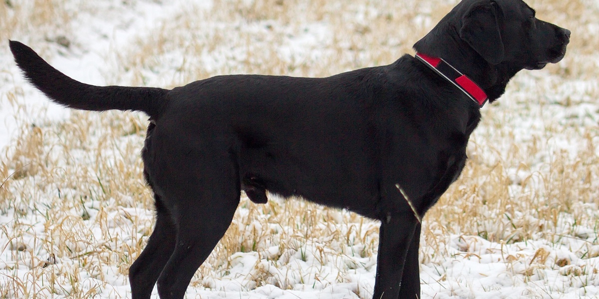 Top 10 Dog Breeds for First-Time Owners - Flora Fauna Fun