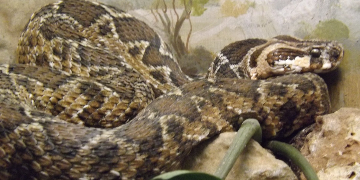 The Complete List of Dangerous Animals In Israel - Flora Fauna Fun