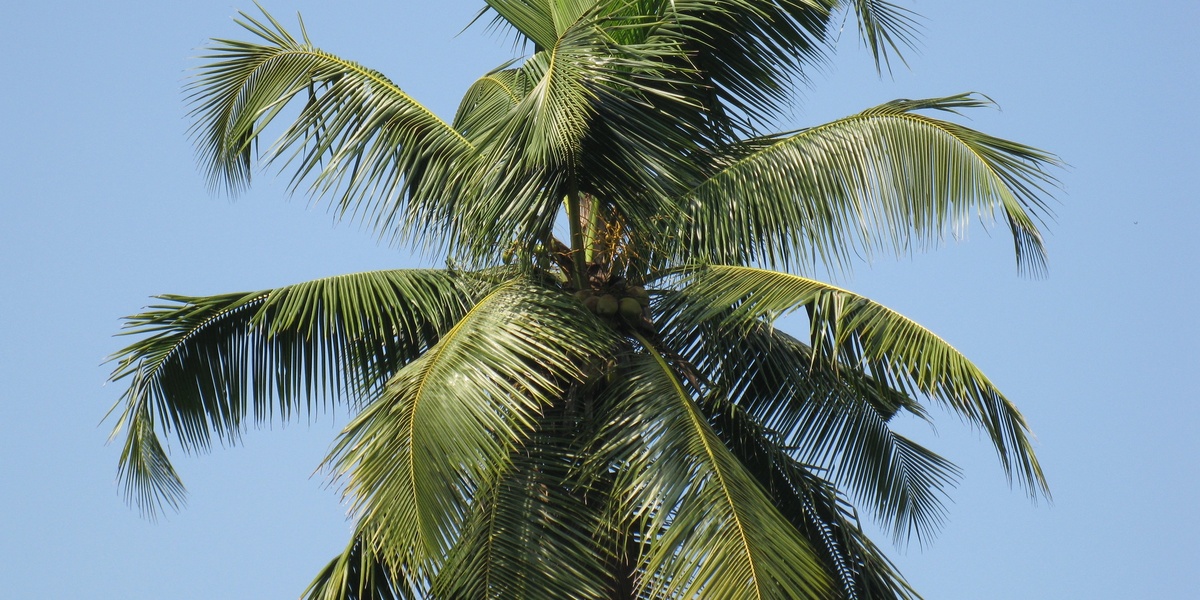 Micronesia's Native Plants List - Flora Fauna Fun