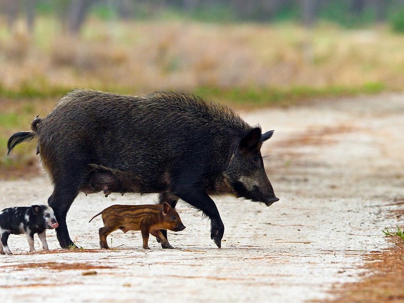Animals of Mauritius: The Complete List - Flora Fauna Fun