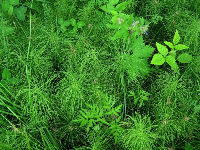 Plants Of Finland: The Complete List - Flora Fauna Fun