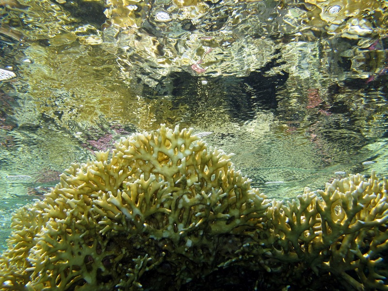 Coral Reef Animals List - Flora Fauna Fun