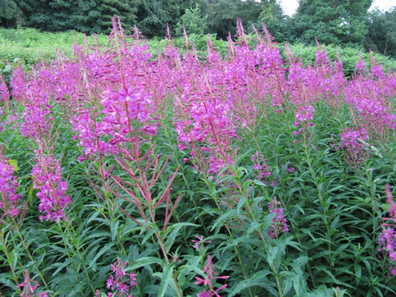 List of Wildflower Examples - Flora Fauna Fun