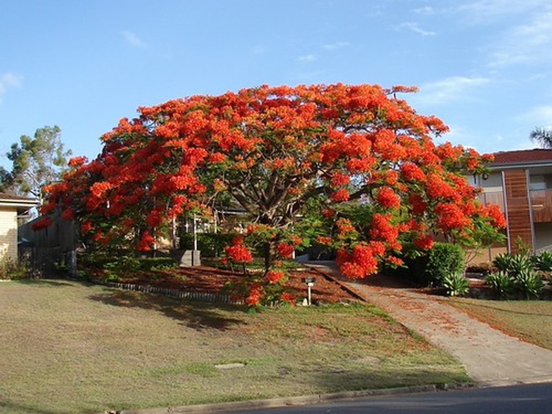 The Complete List of Trees of Barbados - Flora Fauna Fun