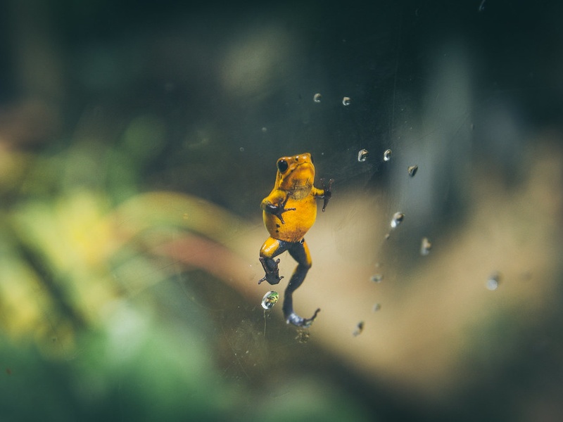 Amphibians of South Africa: The Complete List - Flora Fauna Fun