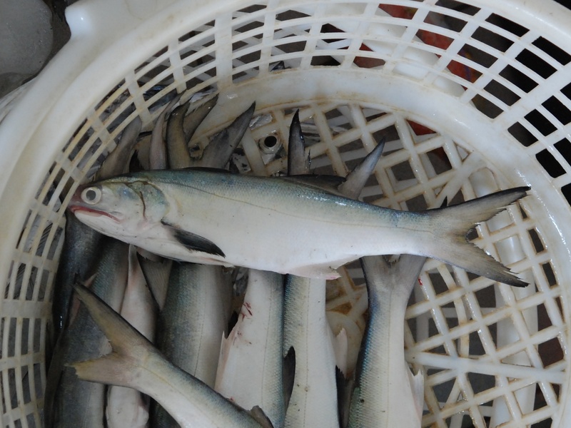 Fish of Kenya: The Complete List - Flora Fauna Fun