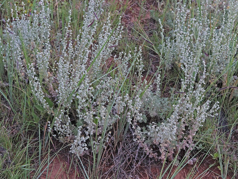 List of Eurasian Steppe Plants - Flora Fauna Fun