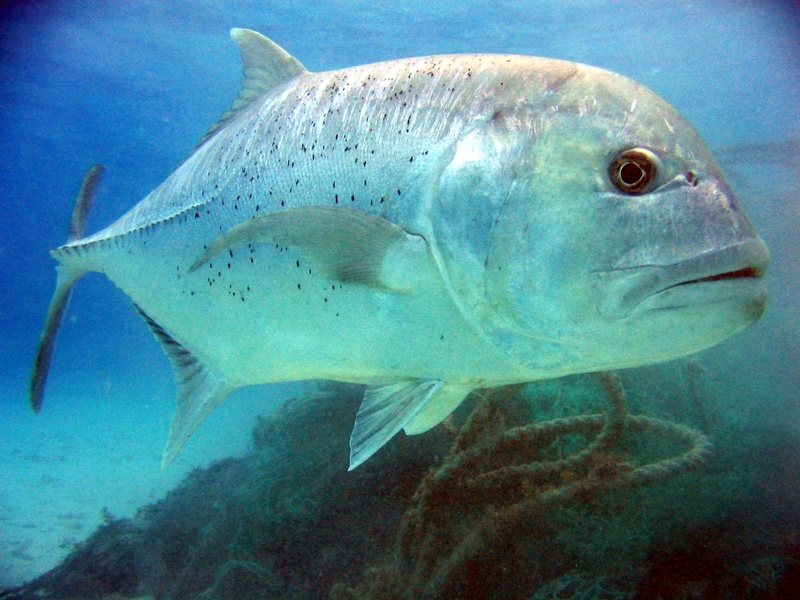 Fish of Kenya: The Complete List - Flora Fauna Fun