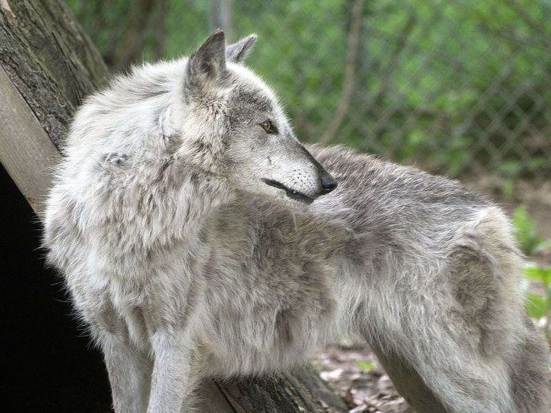The Complete List of Mammals of Romania - Flora Fauna Fun