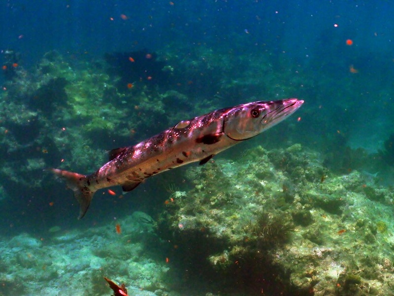 Fish of Kenya: The Complete List - Flora Fauna Fun