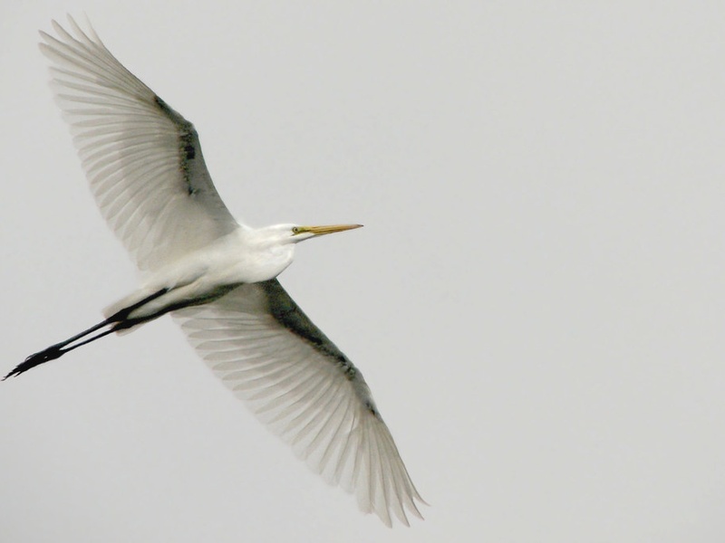 Birds of Qatar: The Complete List - Flora Fauna Fun