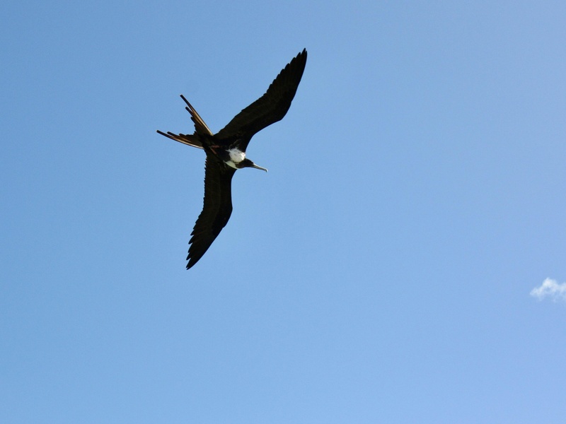 List of Tonga's Native Animals - Flora Fauna Fun