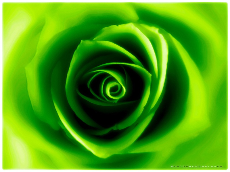 Green Flowers: The Complete List - Flora Fauna Fun