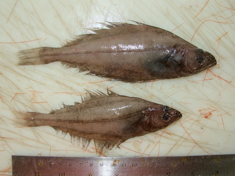 The Complete List of Arctic Sea Creatures - Flora Fauna Fun