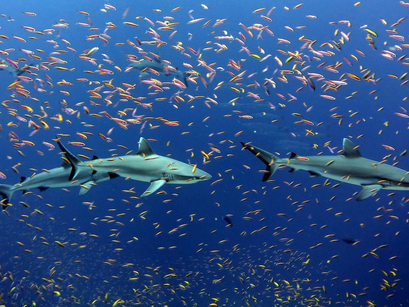 List of Tonga's Native Animals - Flora Fauna Fun