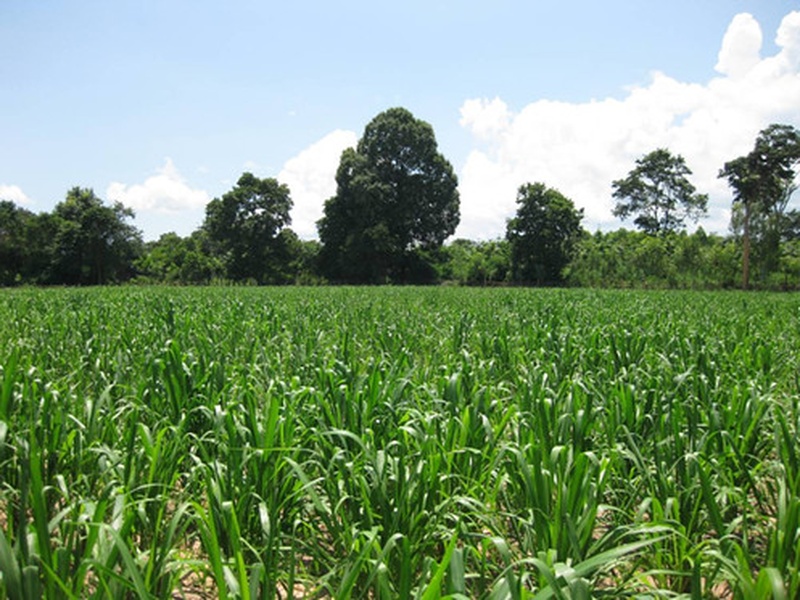 Plants Of Grenada: The Complete List - Flora Fauna Fun