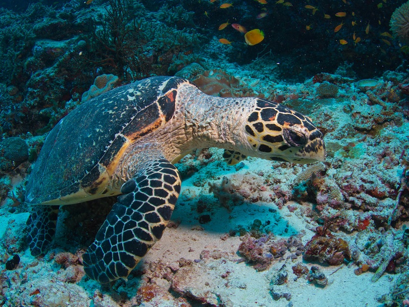 List of Rare Animals in Tuvalu - Flora Fauna Fun