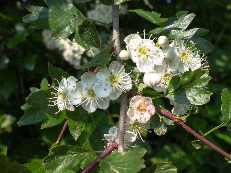 Flowers of Austria: The Complete List - Flora Fauna Fun