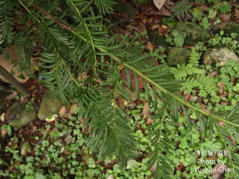 List of Trees of Nepal - Flora Fauna Fun