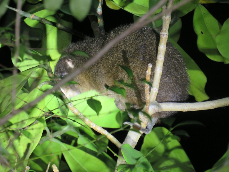 The Complete List of Haiti's Native Animals - Flora Fauna Fun