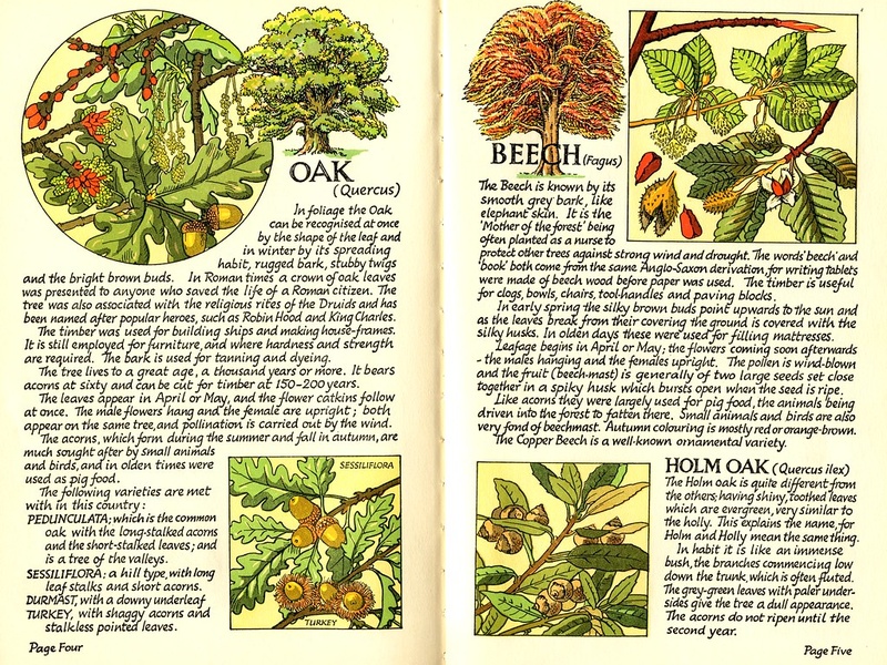 Albania's Native Plants: The Complete List - Flora Fauna Fun