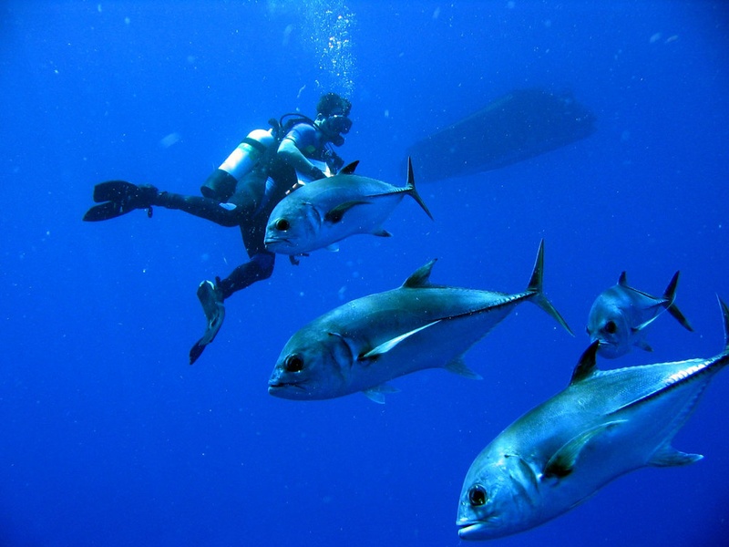 List of Coral Reef Tertiary Consumers - Flora Fauna Fun