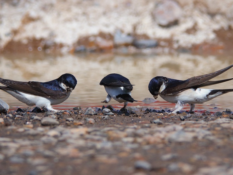 Birds of Qatar: The Complete List - Flora Fauna Fun