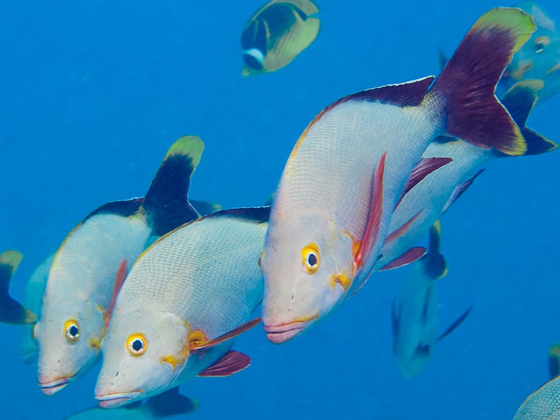 Fish of Kenya: The Complete List - Flora Fauna Fun