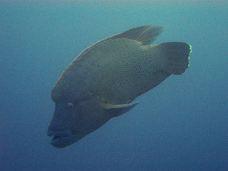 List of Tonga's Native Animals - Flora Fauna Fun