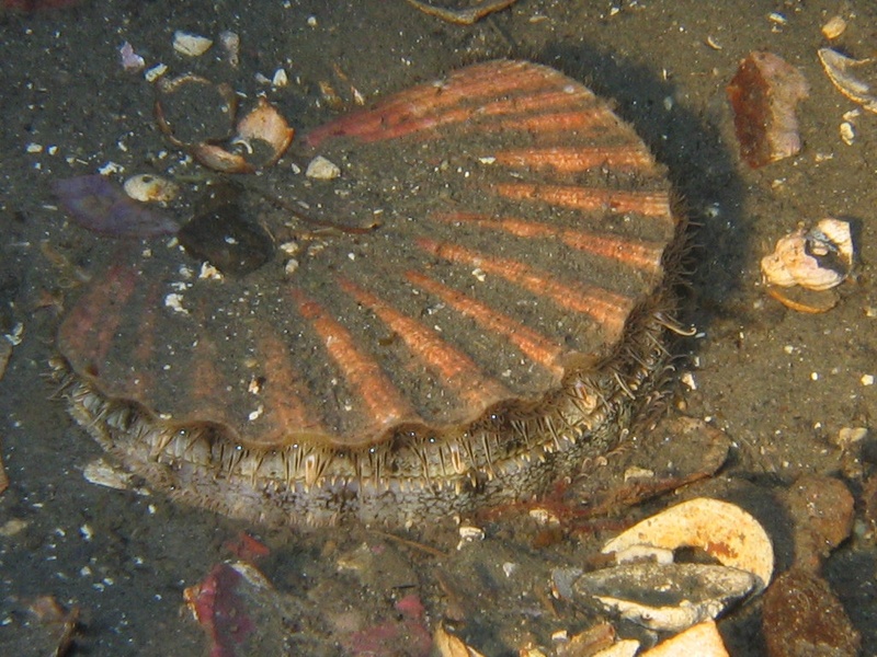The Complete List of Arctic Sea Creatures - Flora Fauna Fun